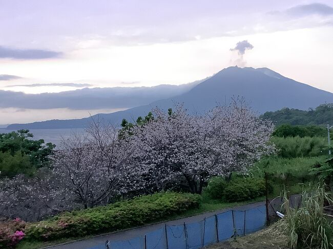 『近場の桜がやっと見頃を迎えました。』大隅半島(鹿屋・垂水・志布志・肝属)鹿児島県の旅行記・ブログ By あーちゃんさん【フォートラベル】