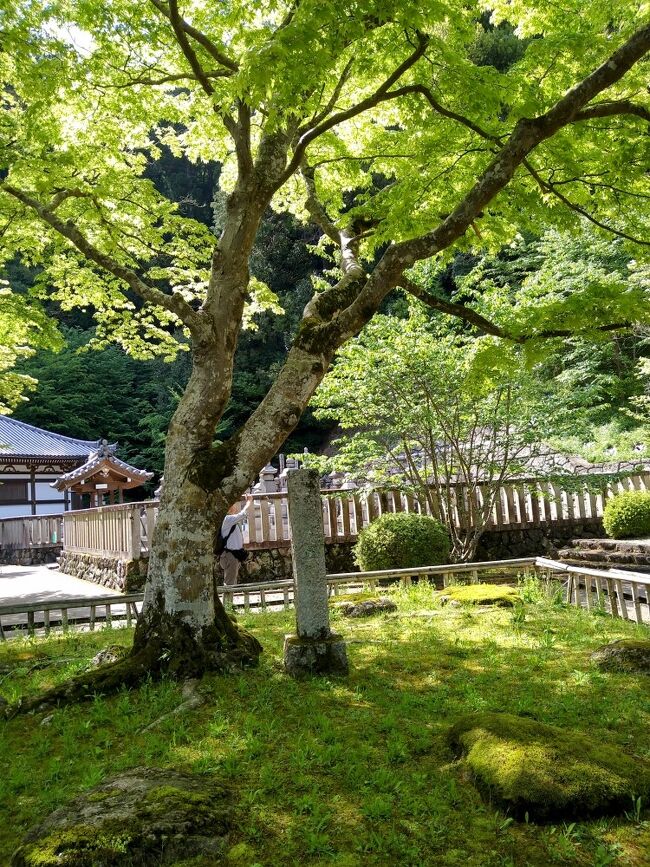 『石楠花の室生寺と牡丹の長谷寺に出会う奈良旅② ~長谷寺の牡丹~』桜井・三輪・山の辺の道奈良県の旅行記・ブログ By ソネッチさん